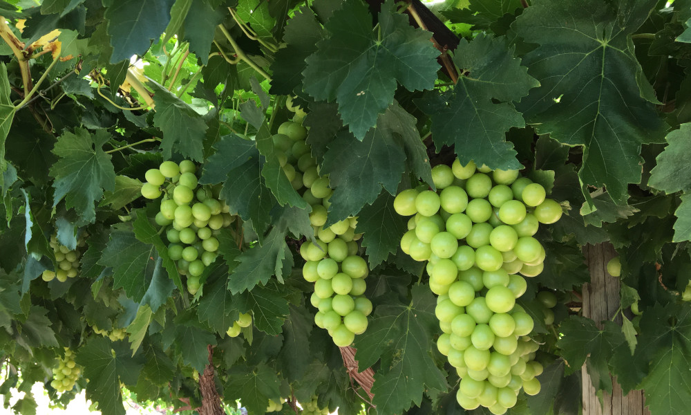 Draft Ti Tree Water Allocation Plan - Get Regional