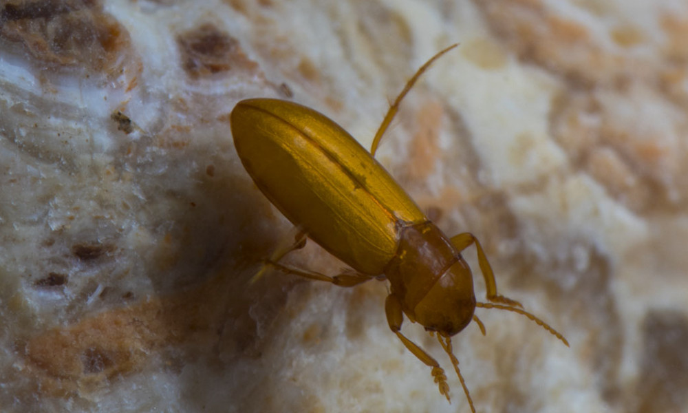 Underground minibeast lives without air and breathes through its skin ...
