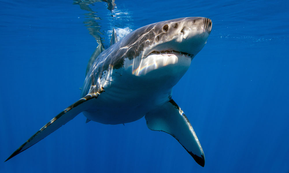$8 million boost for WA’s scientific shark hazard mitigation strategy ...