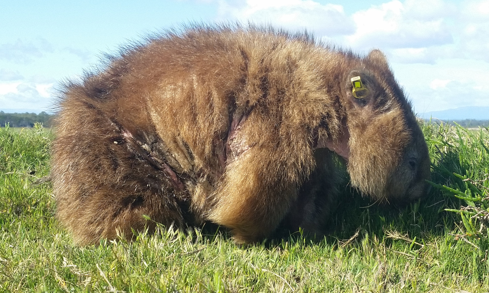 New hope for mange-affected wombats - Get Regional