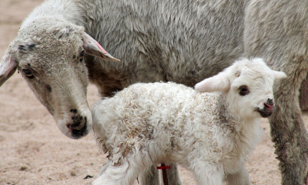 VFF leads mandatory pain relief for mulesing - Get Regional