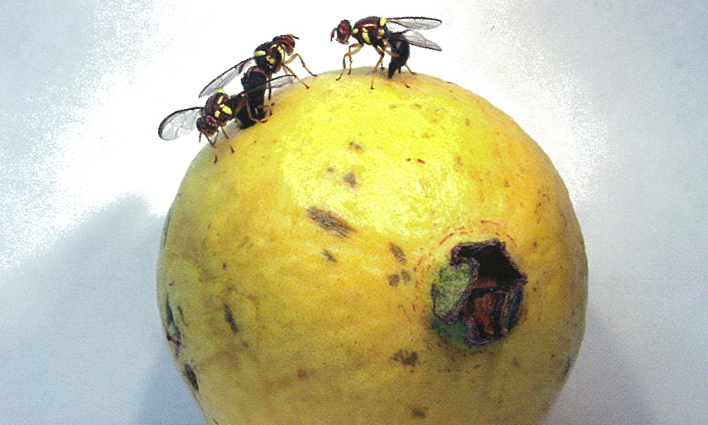 Getting on top of fruit flies in spring - Get Regional