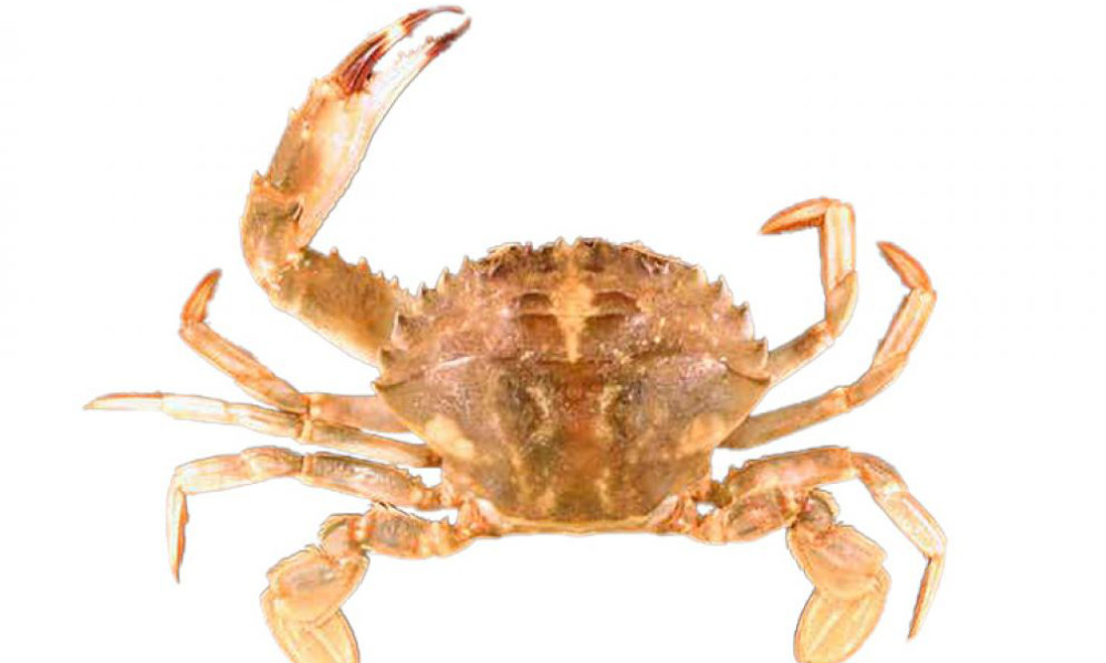 Keep watch for Asian Paddle Crab and report it - Get Regional