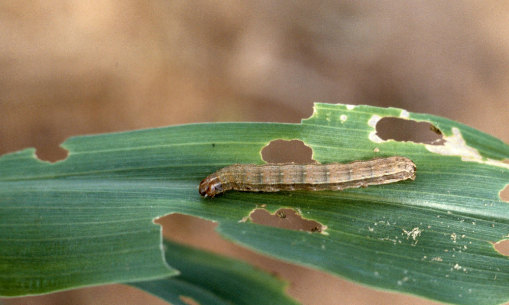 Fall armyworm found in Oz - Get Regional
