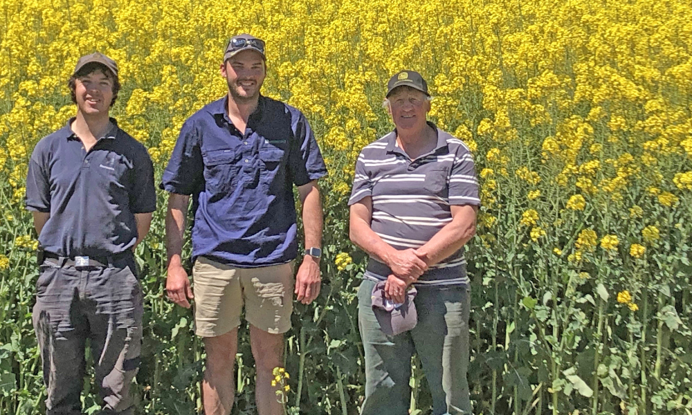 Blowhard farmer grows huge canola crop - Get Regional