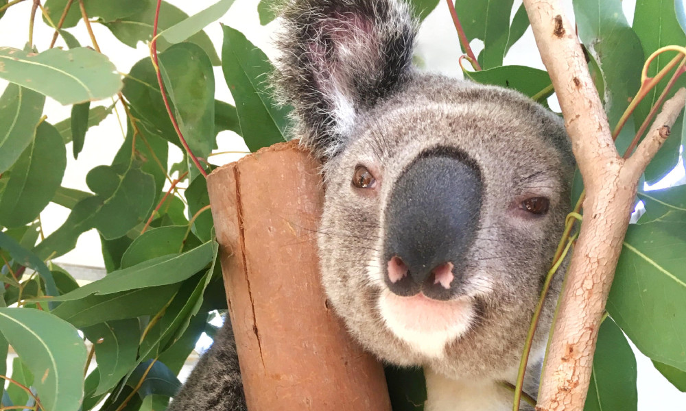 Gold Coast koala feeding farm lands wins funding from Landcare ...