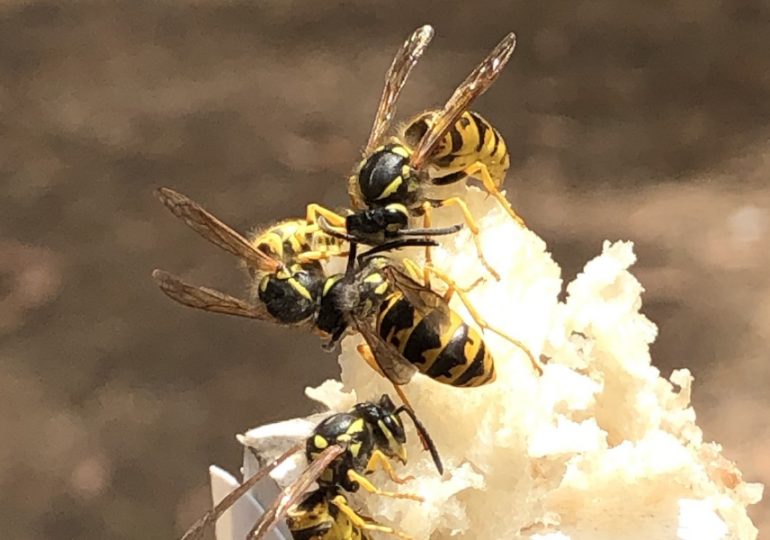 European wasp surveillance season wraps up on a high - Get Regional