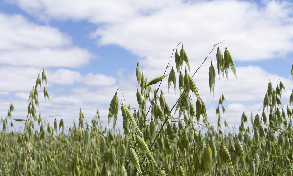 Consider N strategies in early-sown oats - Get Regional