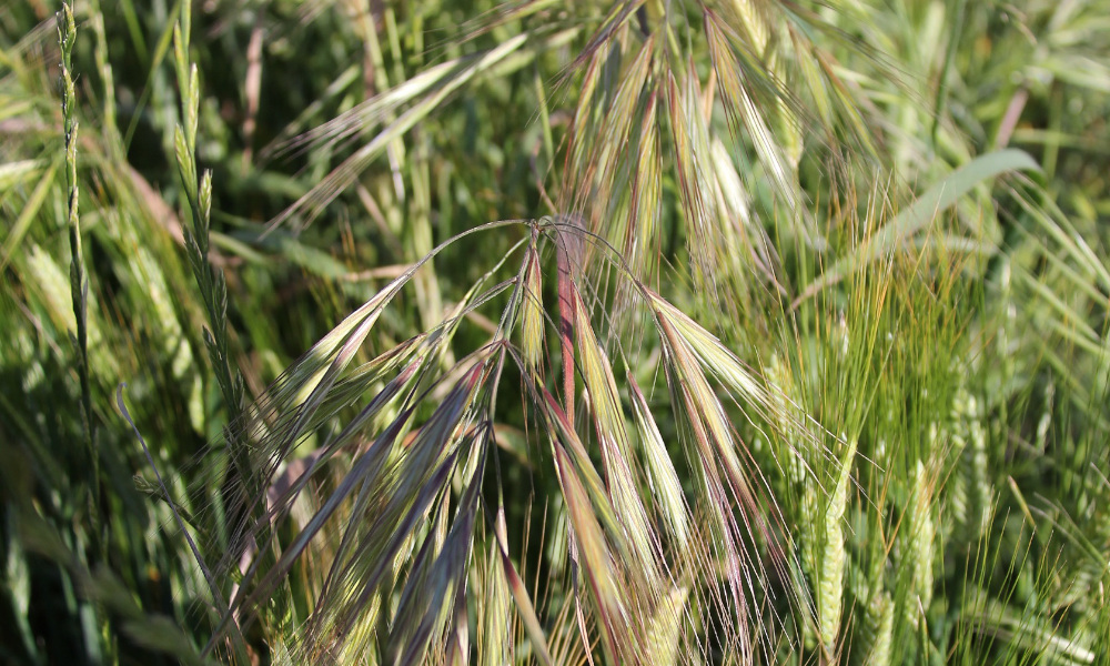 Check now for late brome germinations - Get Regional