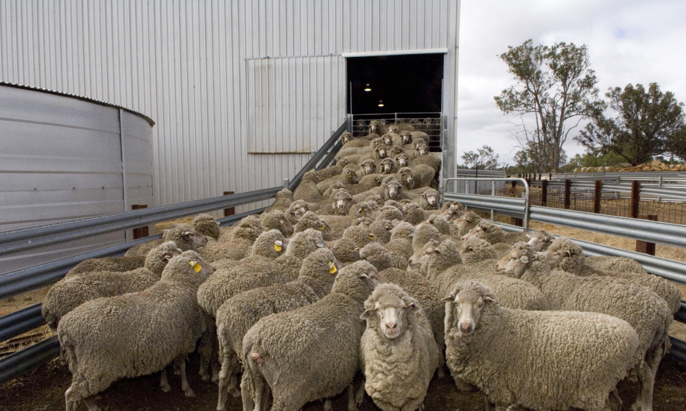 Take action to head off flystrike risks - Get Regional