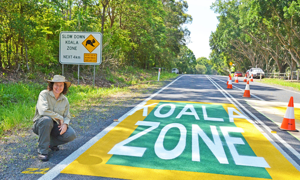 Slow down on the road and watch out for koalas during Spring - Get Regional