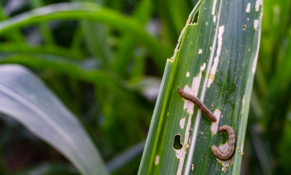 Monitor for armyworm on the march - Get Regional