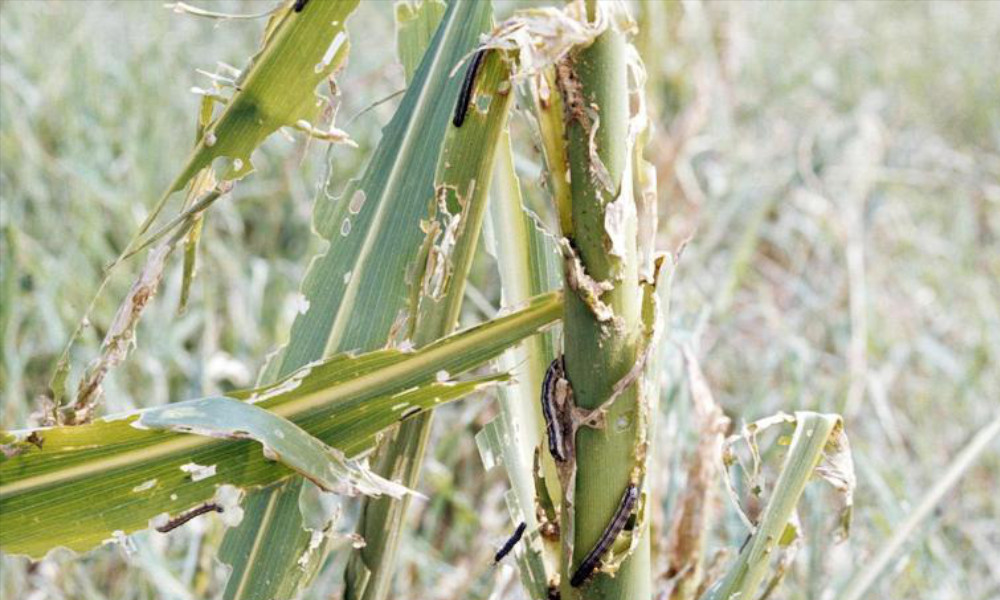 Grain growers urged to look for fall armyworm in crops - Get Regional