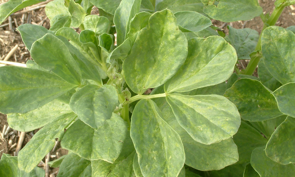Researchers investigating virus outbreak in faba beans - Get Regional