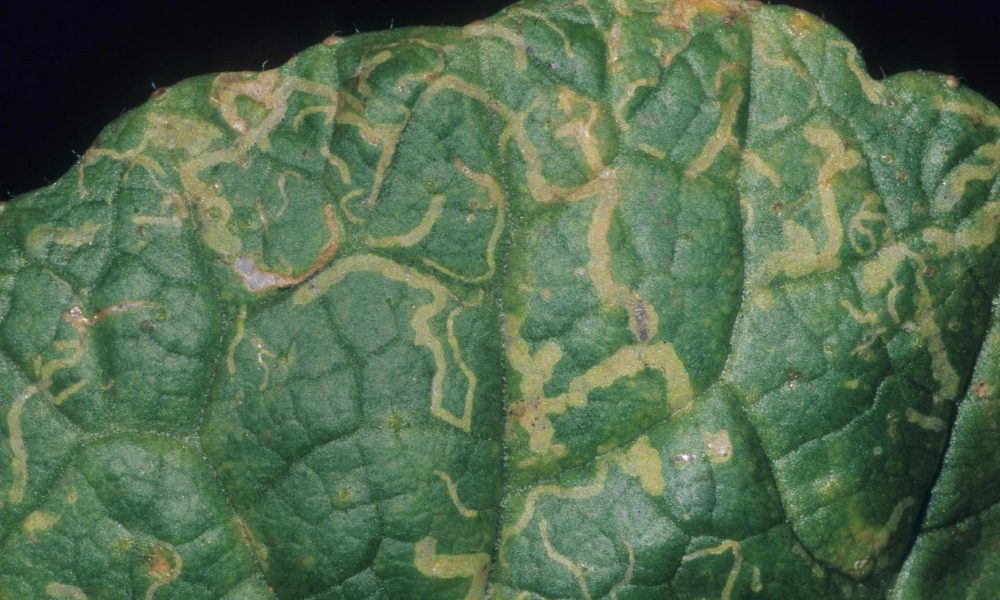 Integrated pest management best option for new leaf miner - Get Regional