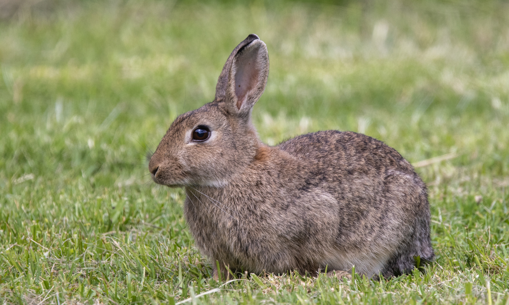 Does the rabbit virus ‘RHDV2’ have an advantage over ‘RHDV1’ strains ...