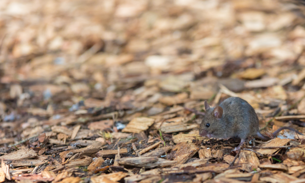 Farm and household help for mice management welcomed - Get Regional