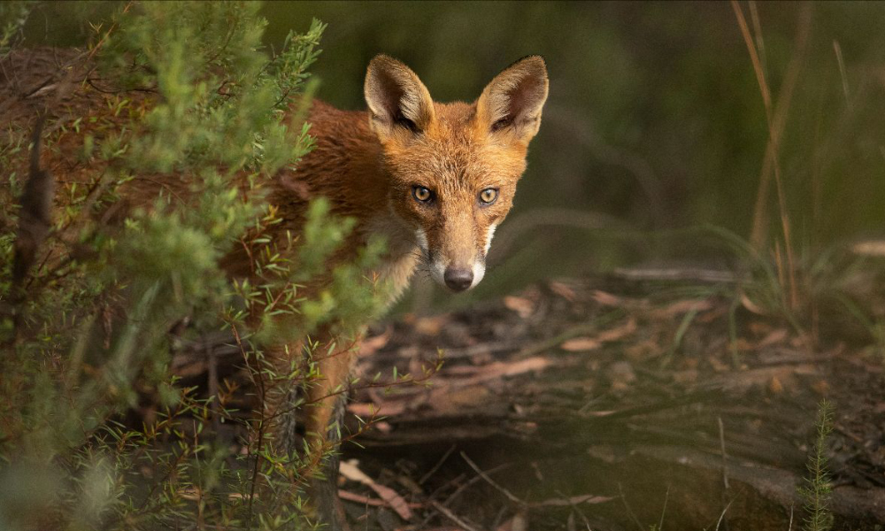 The peril of ferals captured through national competition - Get Regional