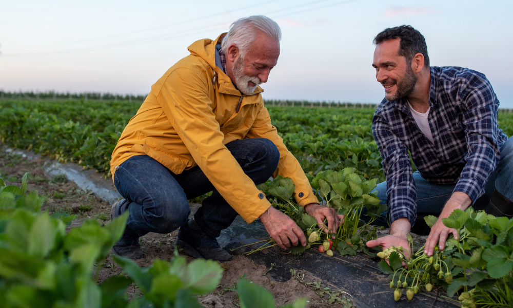 Farm biosecurity improves the management of soil-borne diseases - Get ...