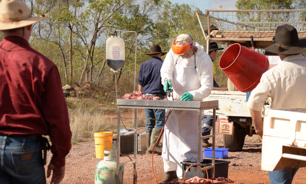 Wild dog and feral pig baiting program continues - Get Regional
