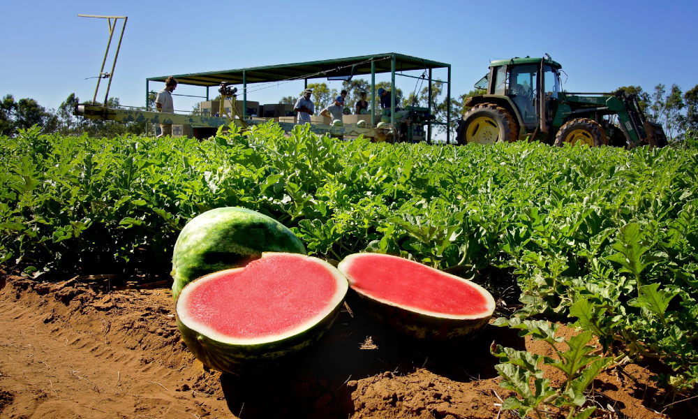 Biosecurity project launched to support melon industry - Get Regional