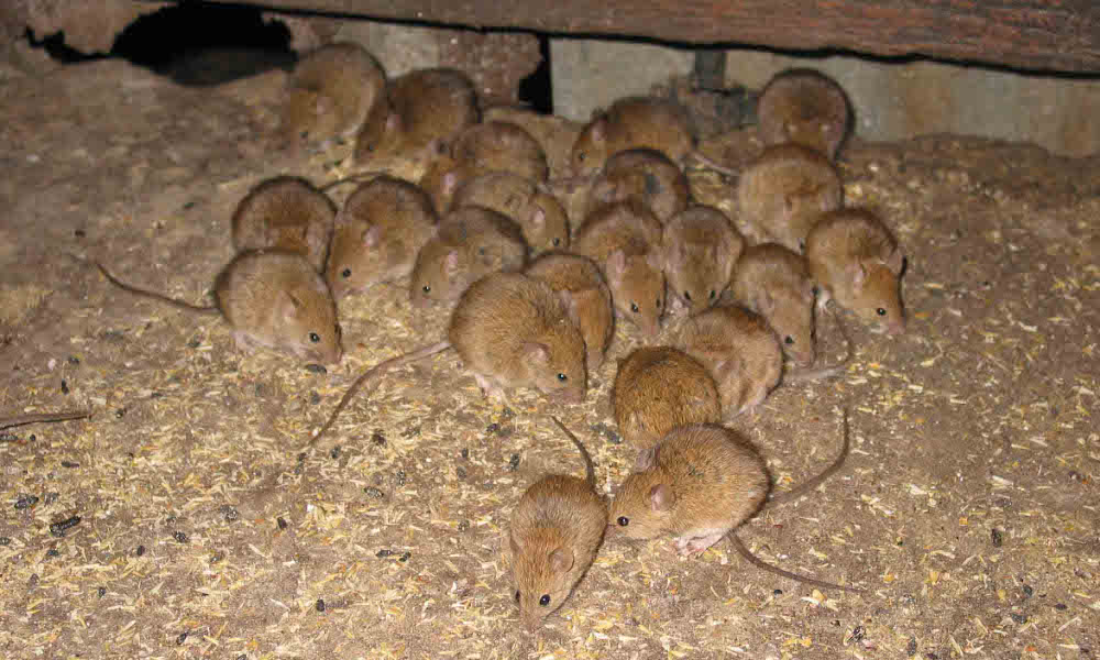 Don’t be blind to mouse monitoring and control - Get Regional
