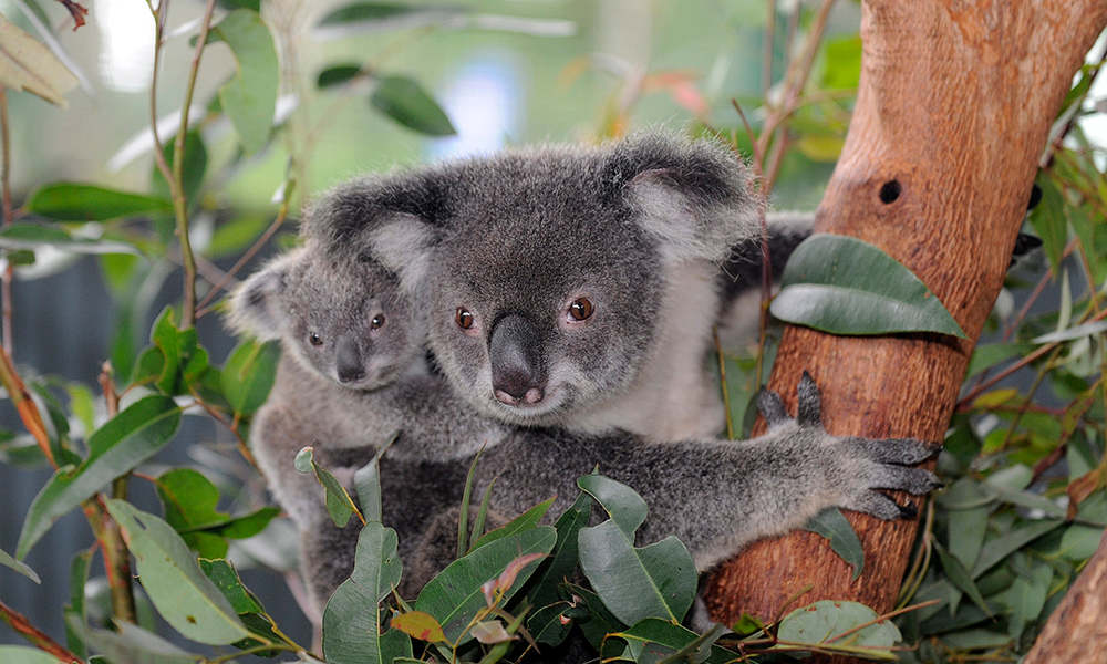 Australians to unite as koala heroes for Save the Koala Month - Get ...